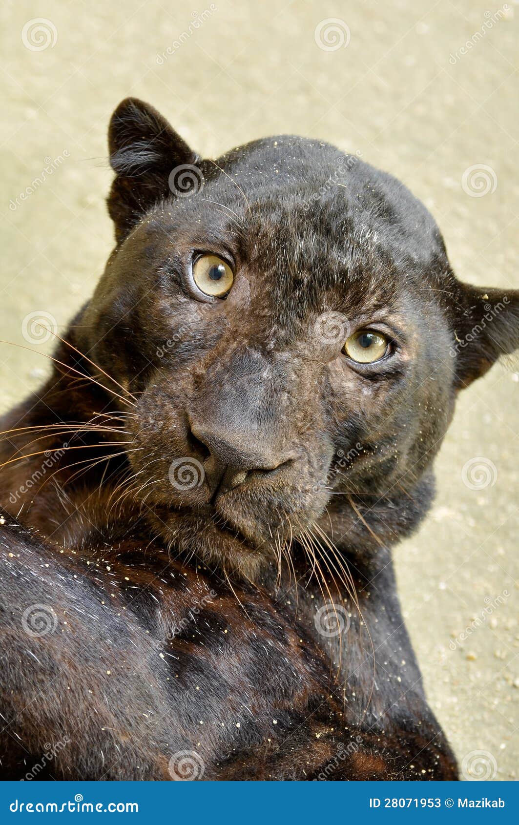 Panther stock image. Image of green, creature, canine - 28071953
