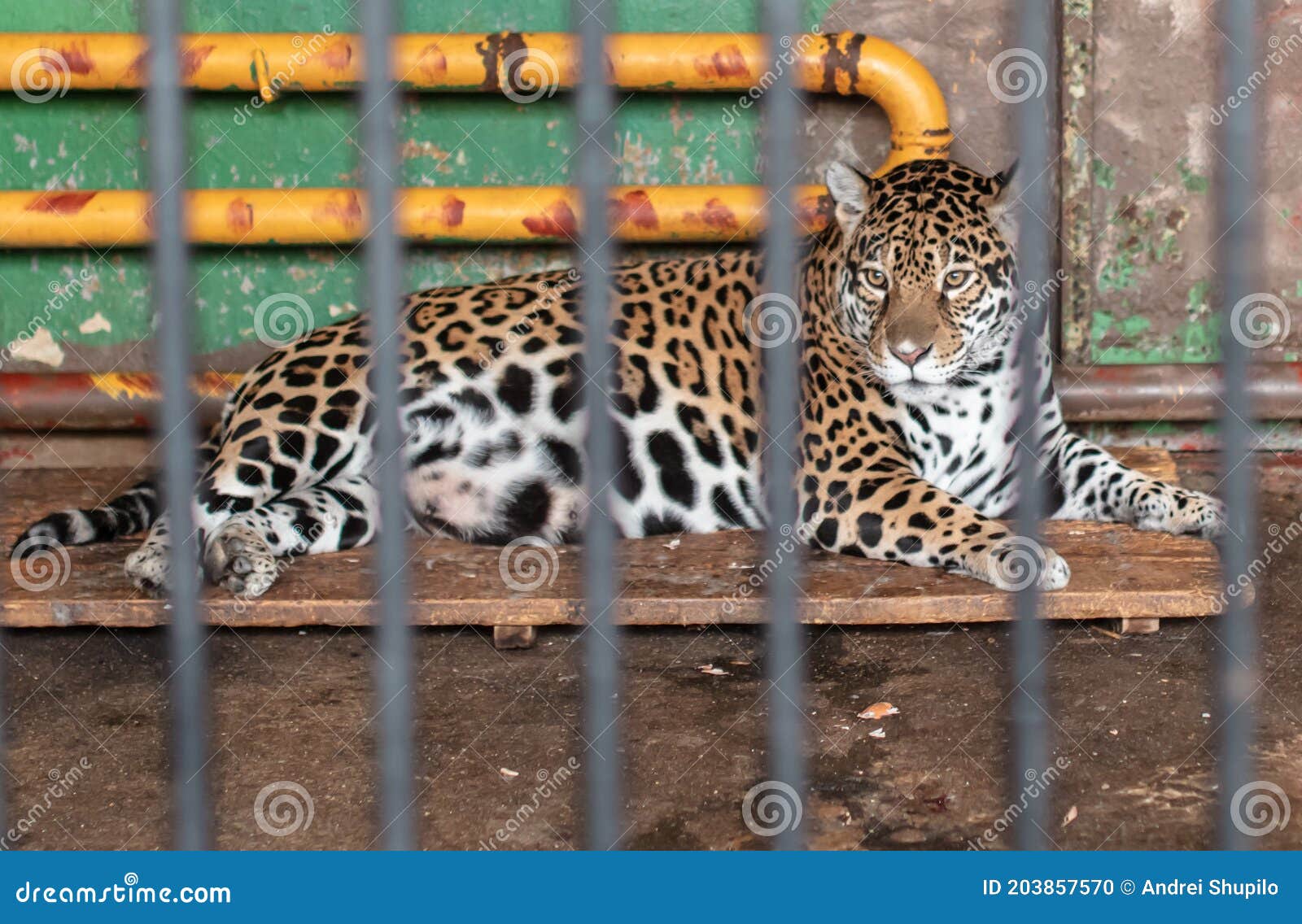 Panther Behind the Fence at Zoo Stock Photo - Image of pantherinae ...