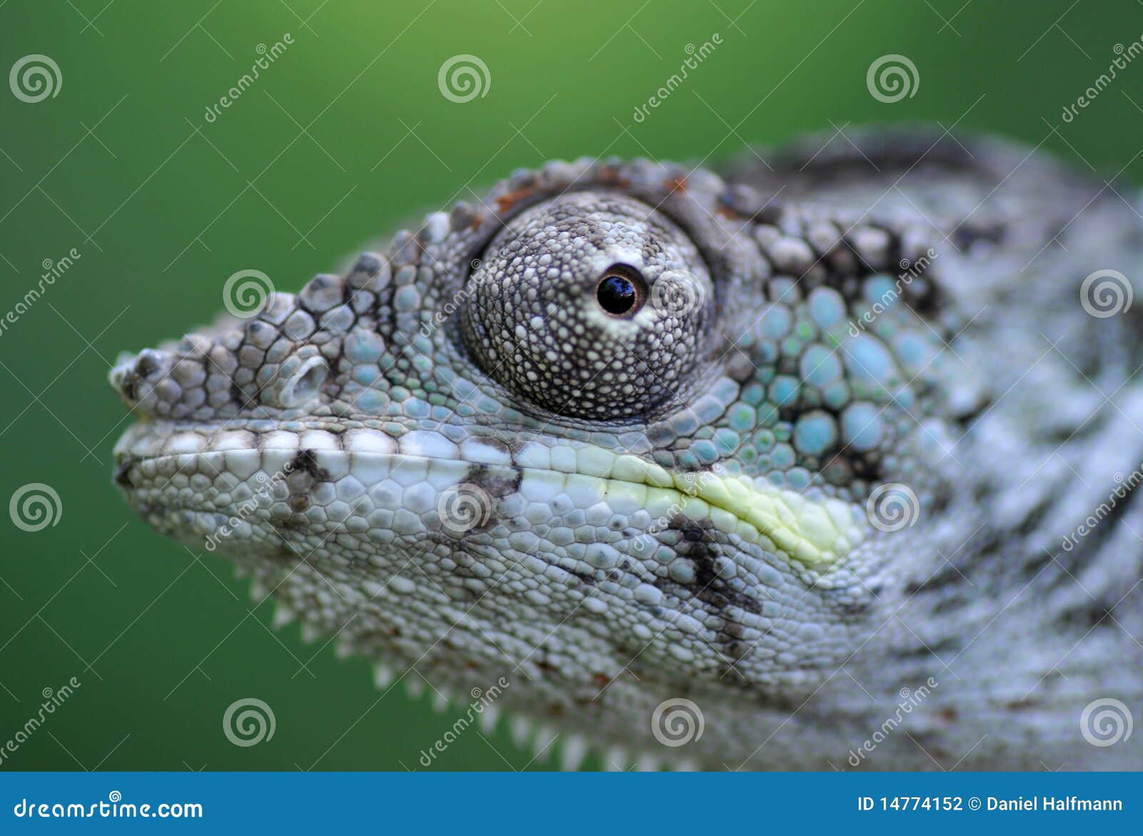 Panther chameleon portrait stock photo. Image of dragon - 14774152