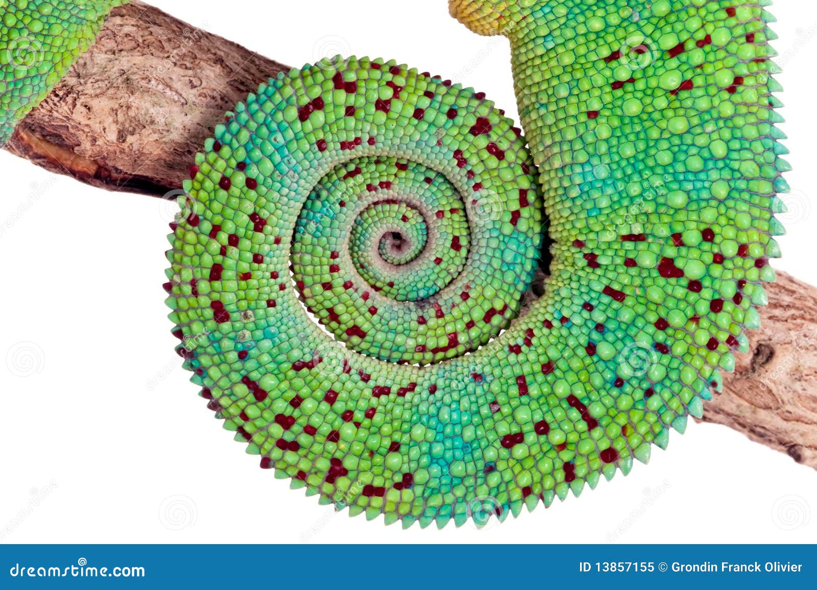 Panther Chameleon Tail stock image. Image of details - 13857155