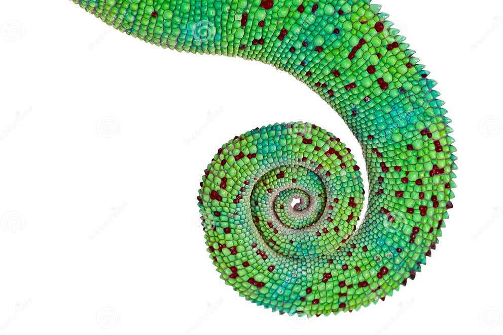 Panther Chameleon Tail stock image. Image of animal, details - 13962381