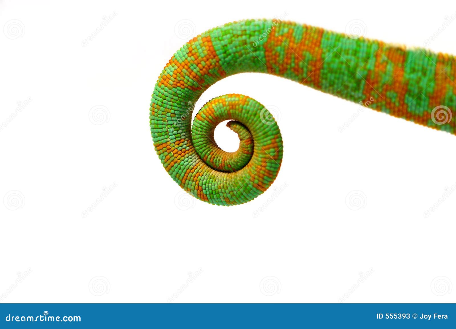 Panther Chameleon Stock Photography | CartoonDealer.com #450278