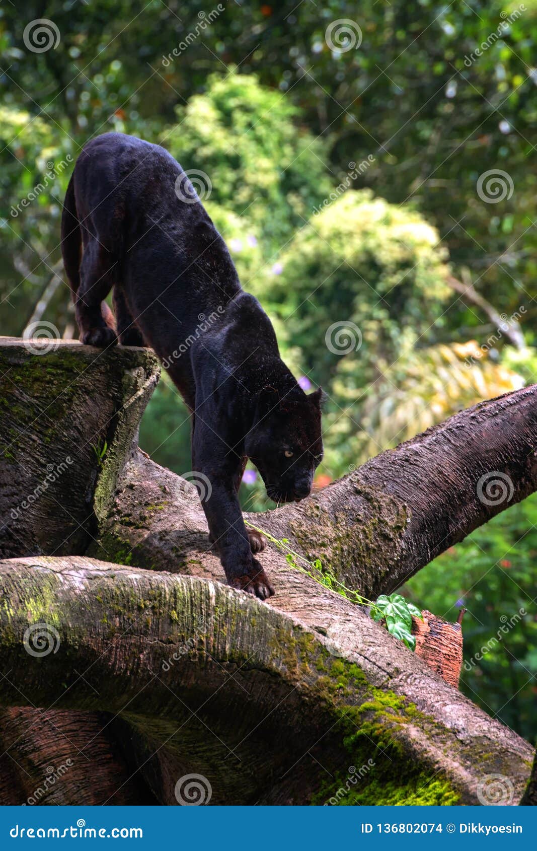 A Panther Down a Large Tree Trunk Stock Photo - Image of face, predator ...