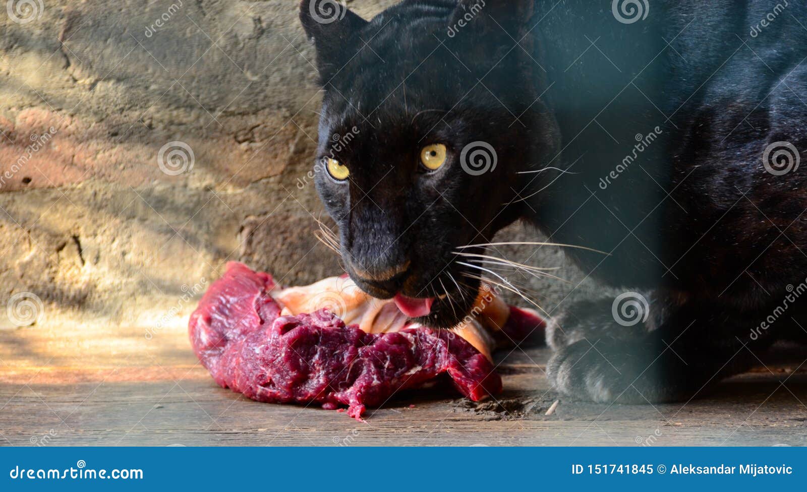 Black Panther Animal Eating