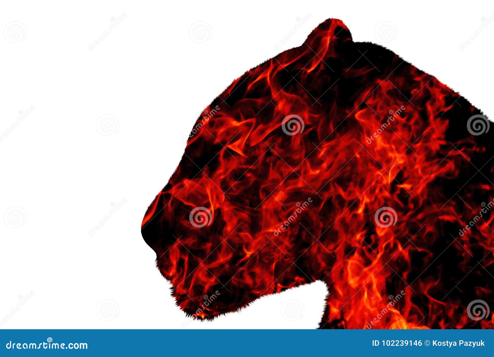 Panther from the Fire on a White Background Stock Photo - Image of ...