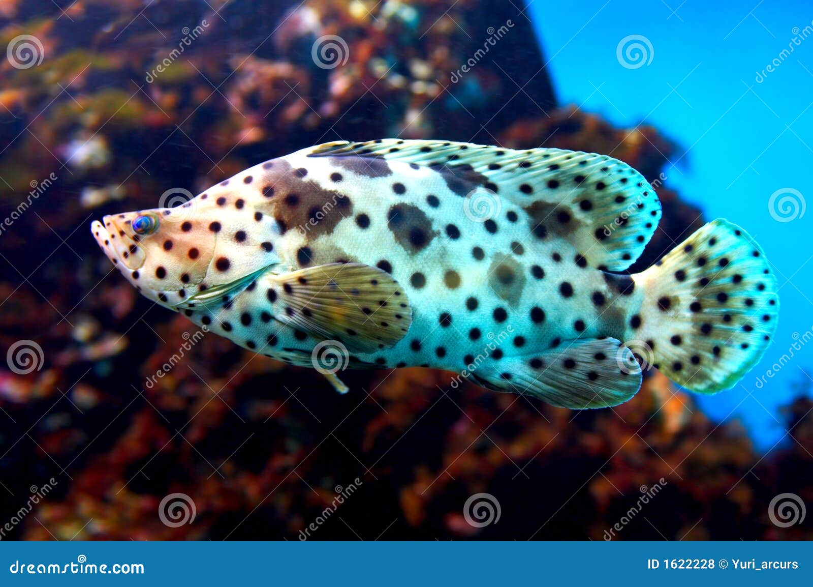 Panther Grouper - Cromileptes Altivelis Stock Photo - Image of beauty ...
