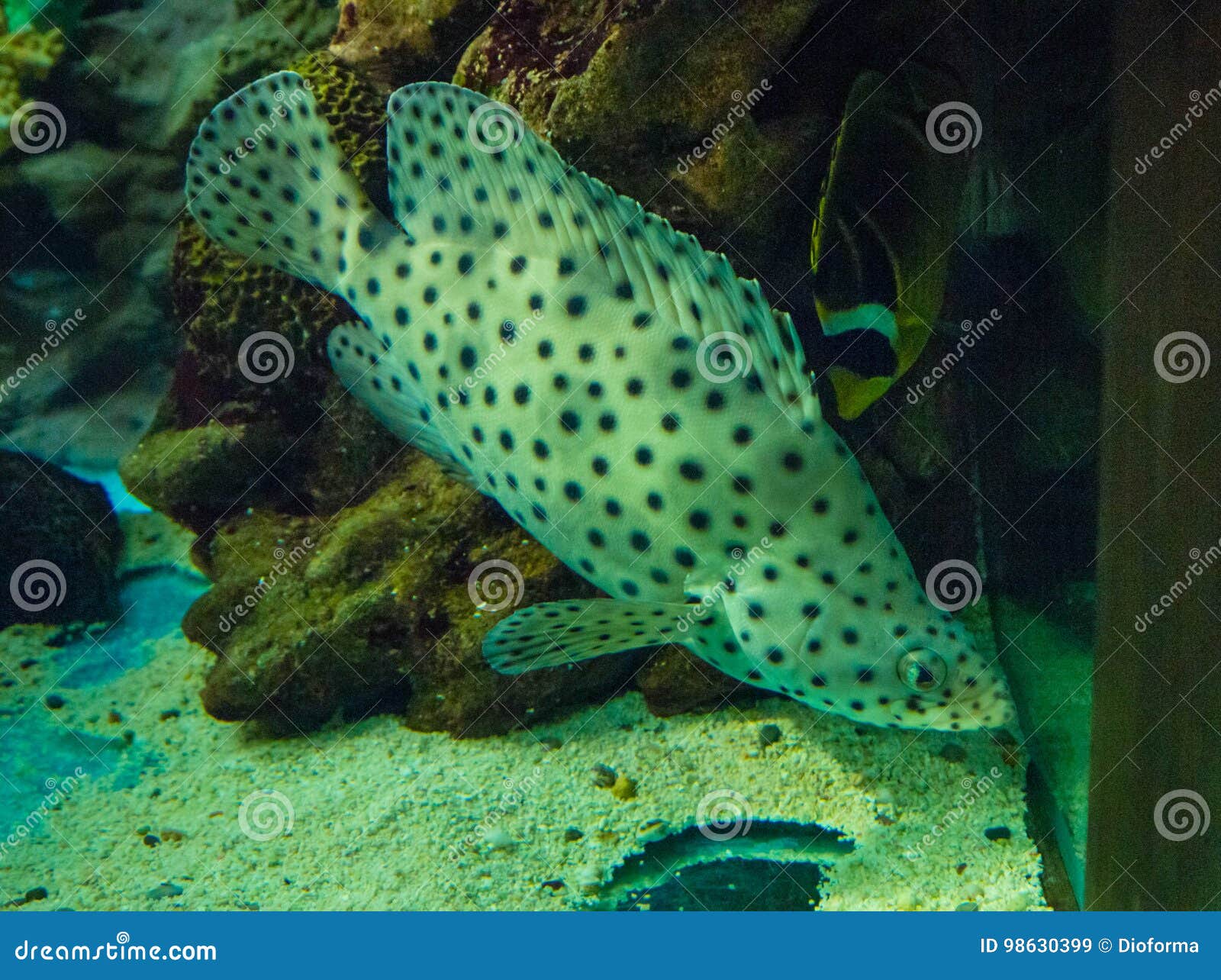 Panther Grouper stock image. Image of black, indian, cromileptus - 98630399