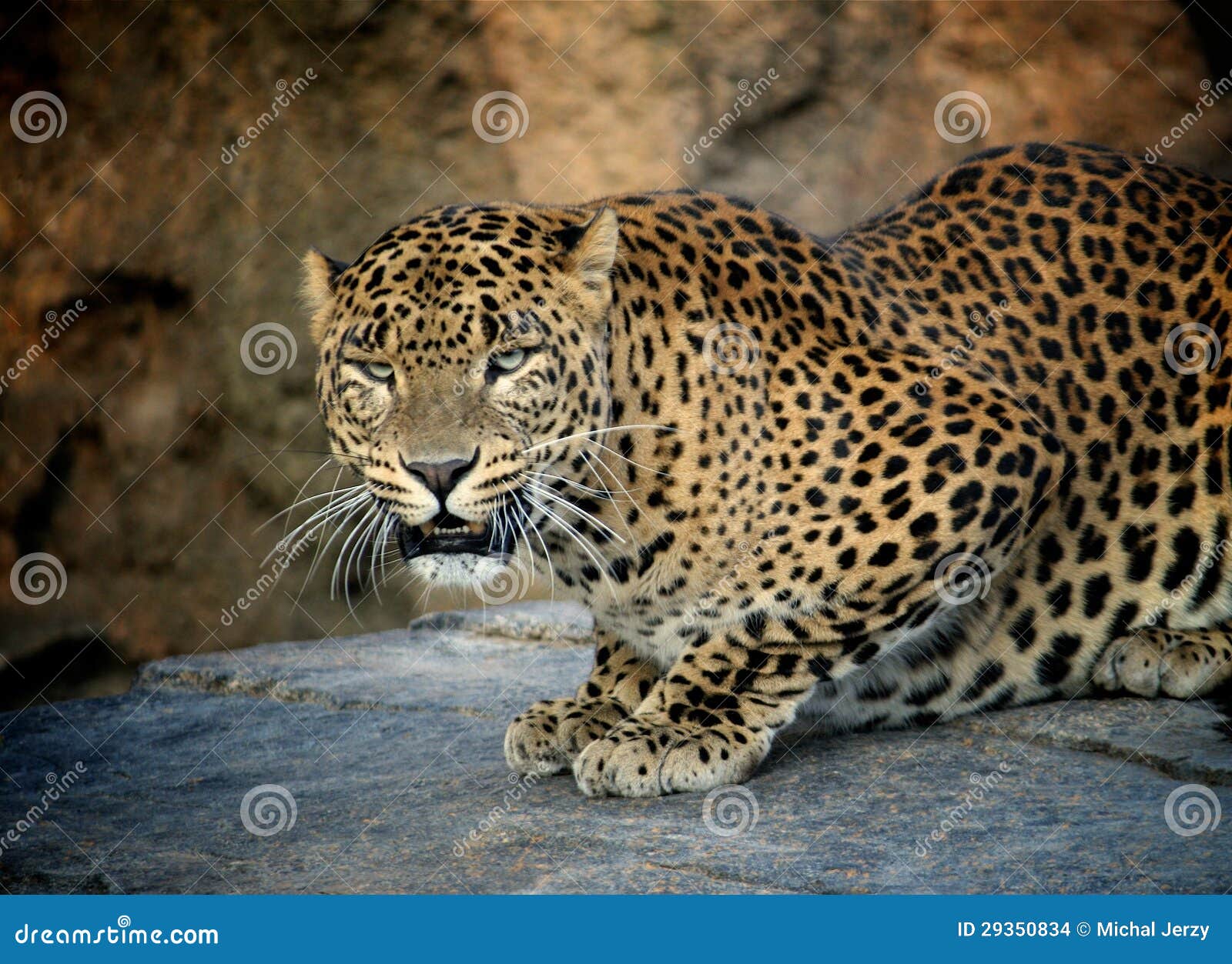 Panther hunting in africa stock photo. Image of african - 29350834