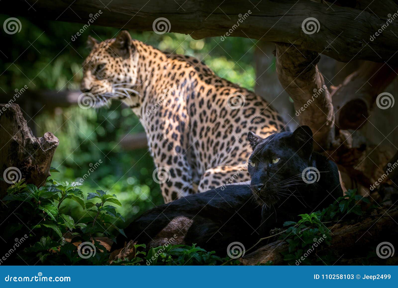 Panther or Leopard in the Zoo. Stock Image - Image of nature, animal ...
