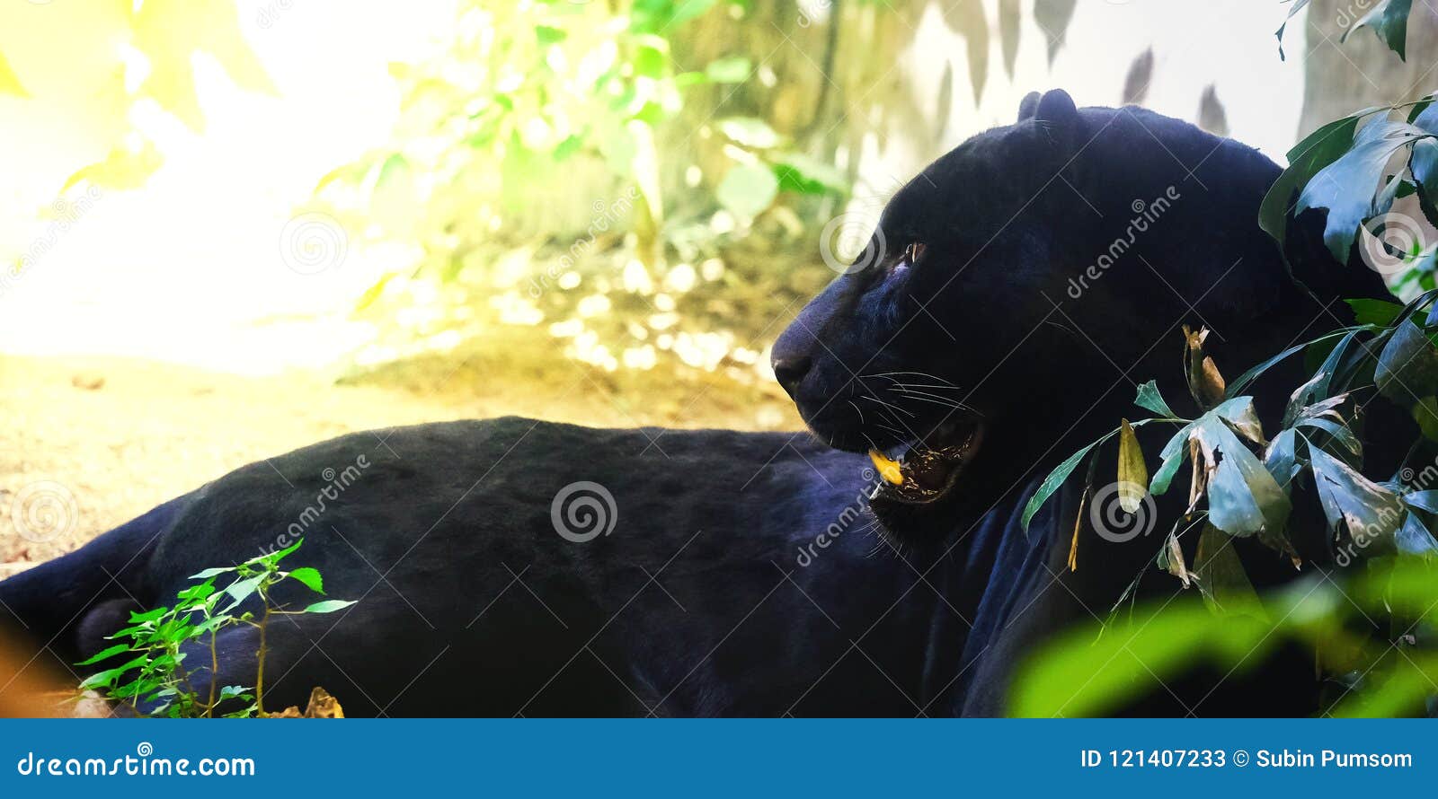 Panther with Morning Sunset on the Floor Space for Font Stock Image ...