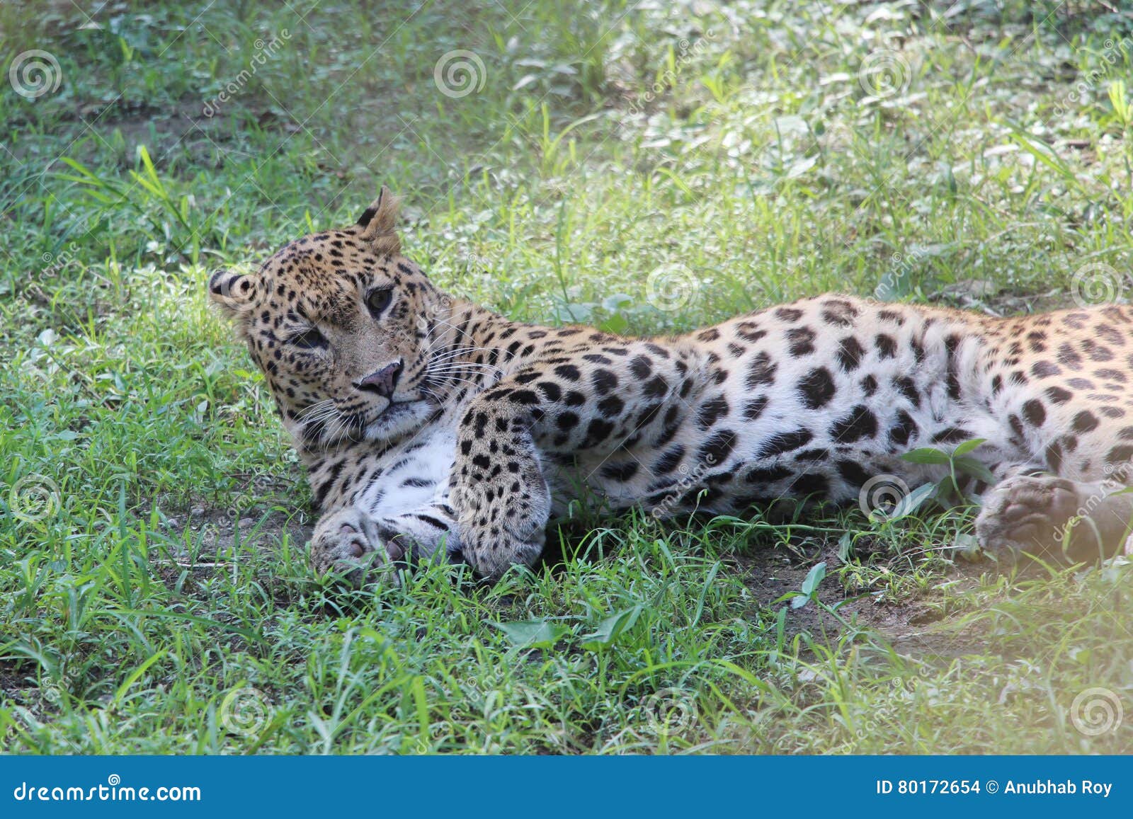 Panther. stock photo. Image of agile, animal, hunting - 80172654