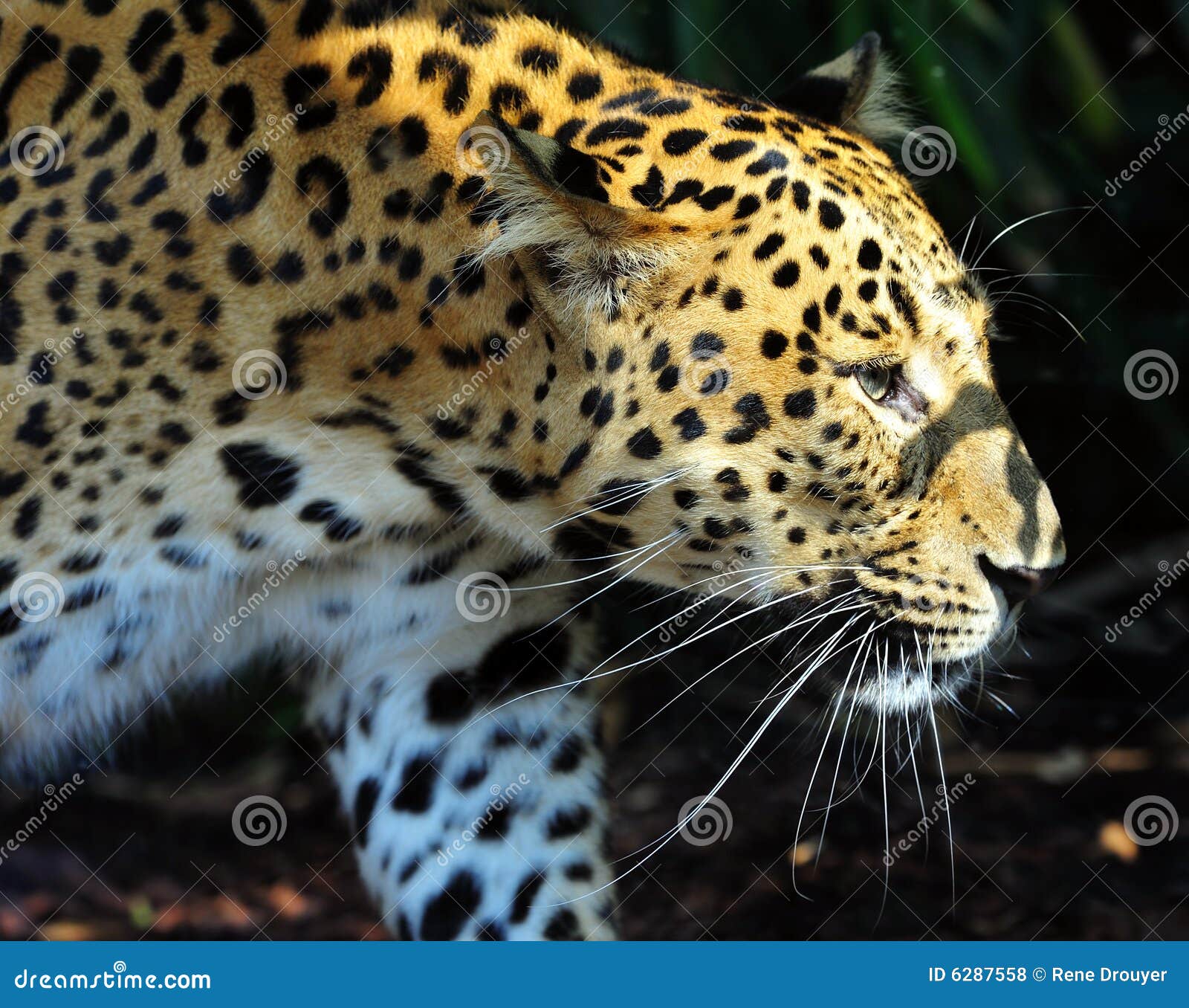 Panther: Panthera pardus stock photo. Image of large, carnivora - 6287558
