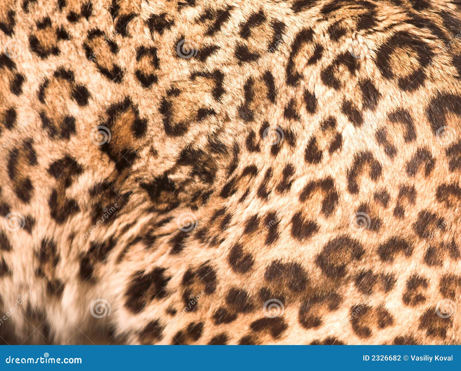 Panther Pattern Royalty-Free Stock Photo | CartoonDealer.com #5194425