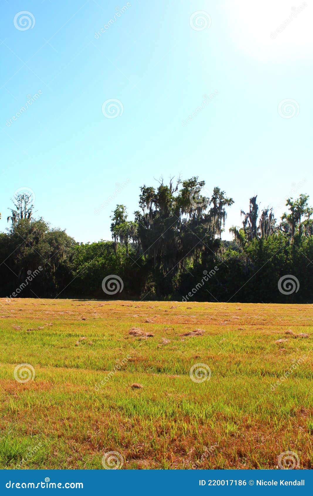 Panther Point Trail at Lake Hancock Stock Photo - Image of hill ...