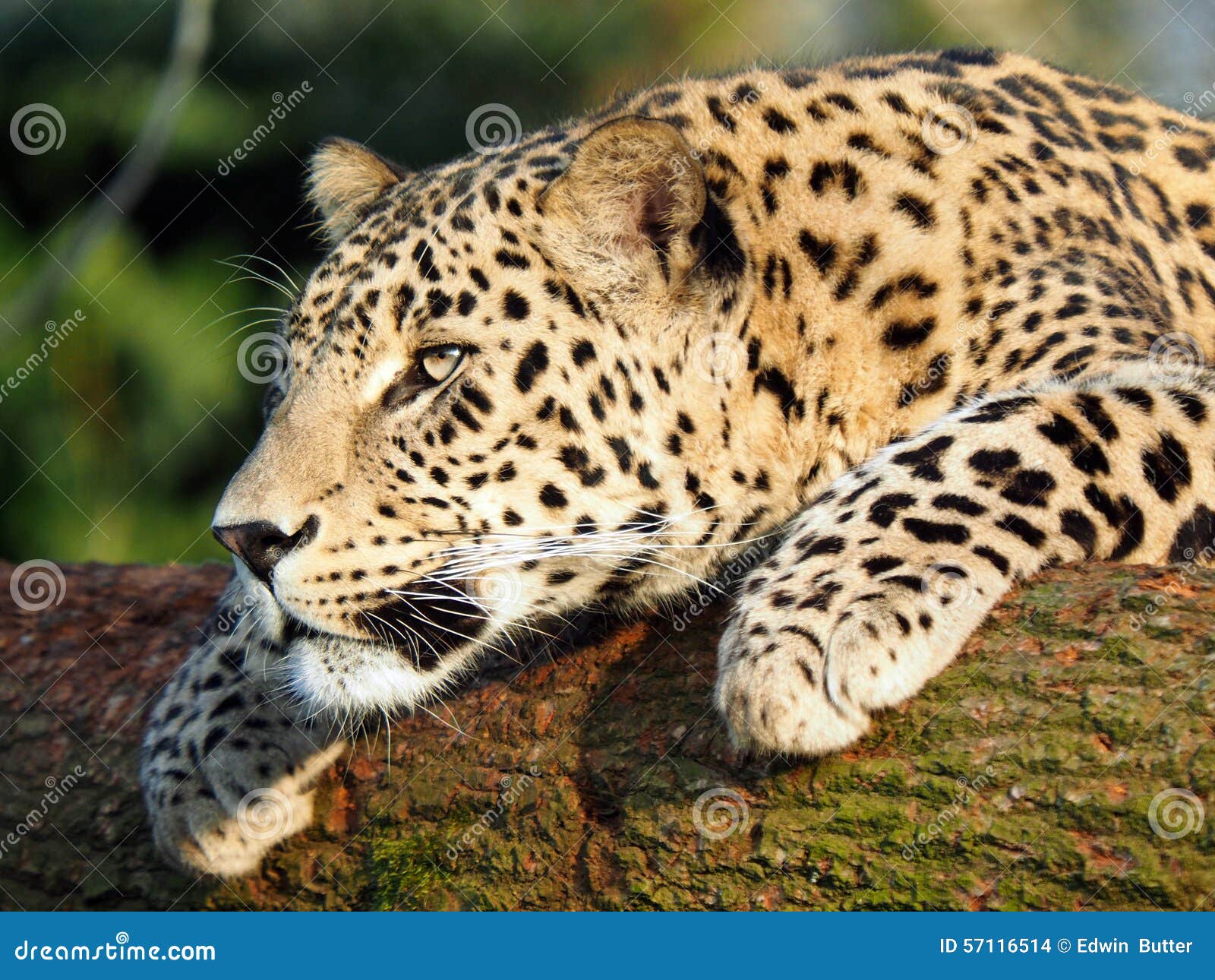 Panther stock photo. Image of face, colored, head, panther - 57116514