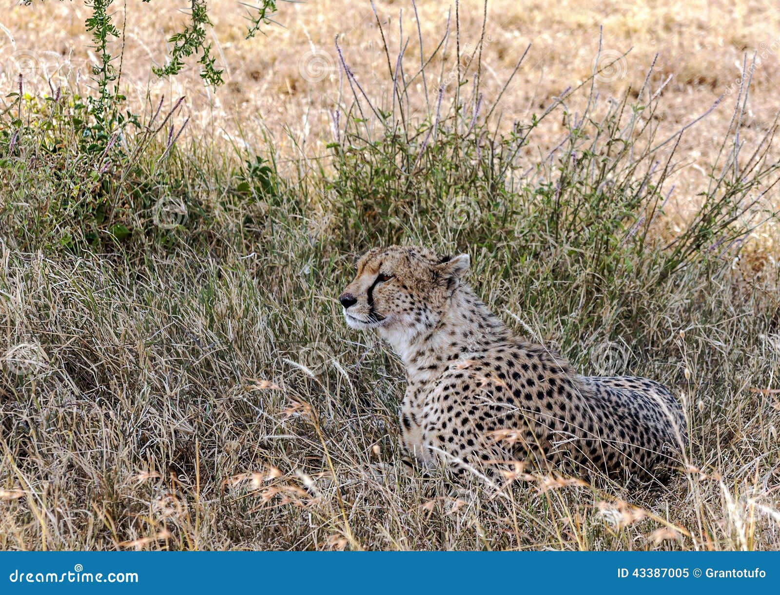 Panther resting stock image. Image of nature, africa - 43387005