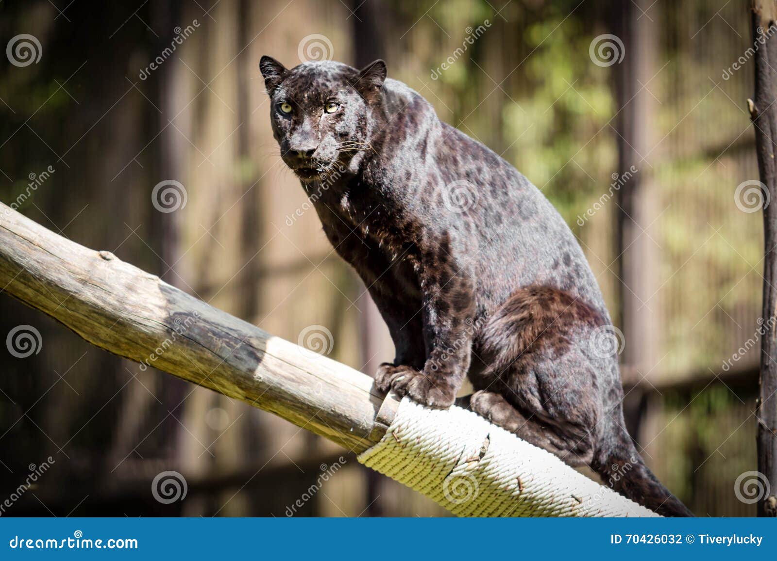 Panther stock photo. Image of black, feline, jaguar, dark - 70426032