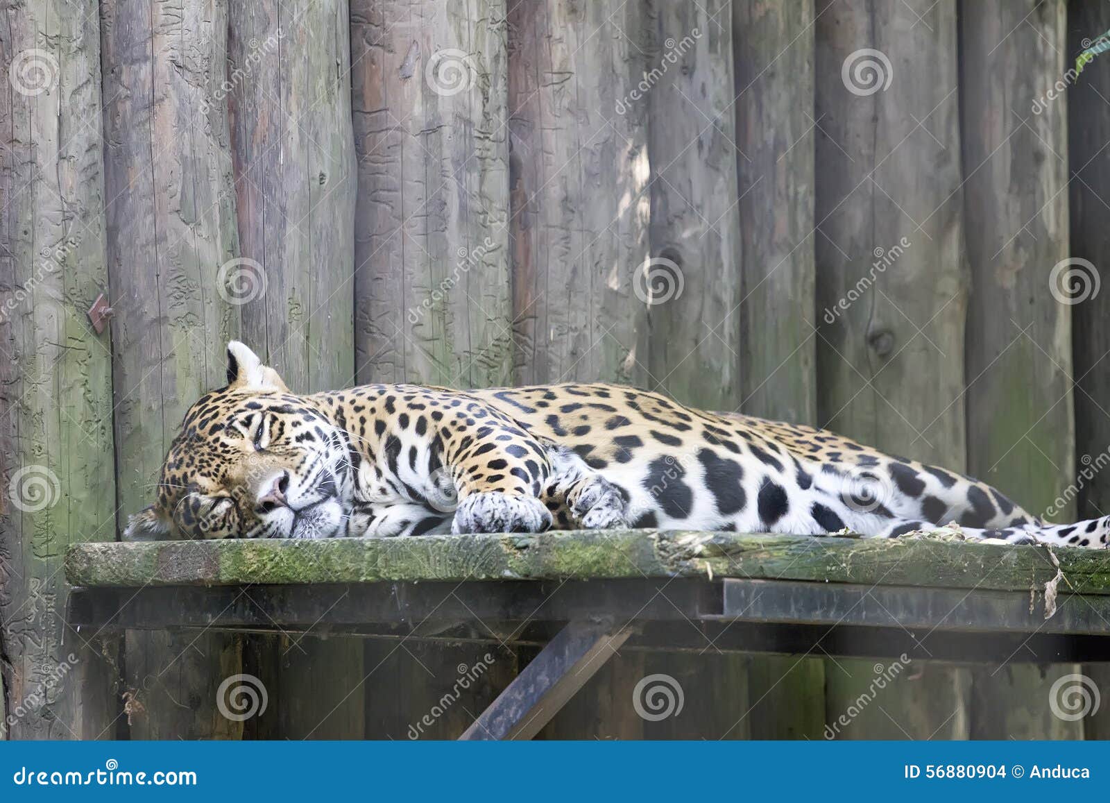 Panther stock photo. Image of interest, closed, attractive - 56880904