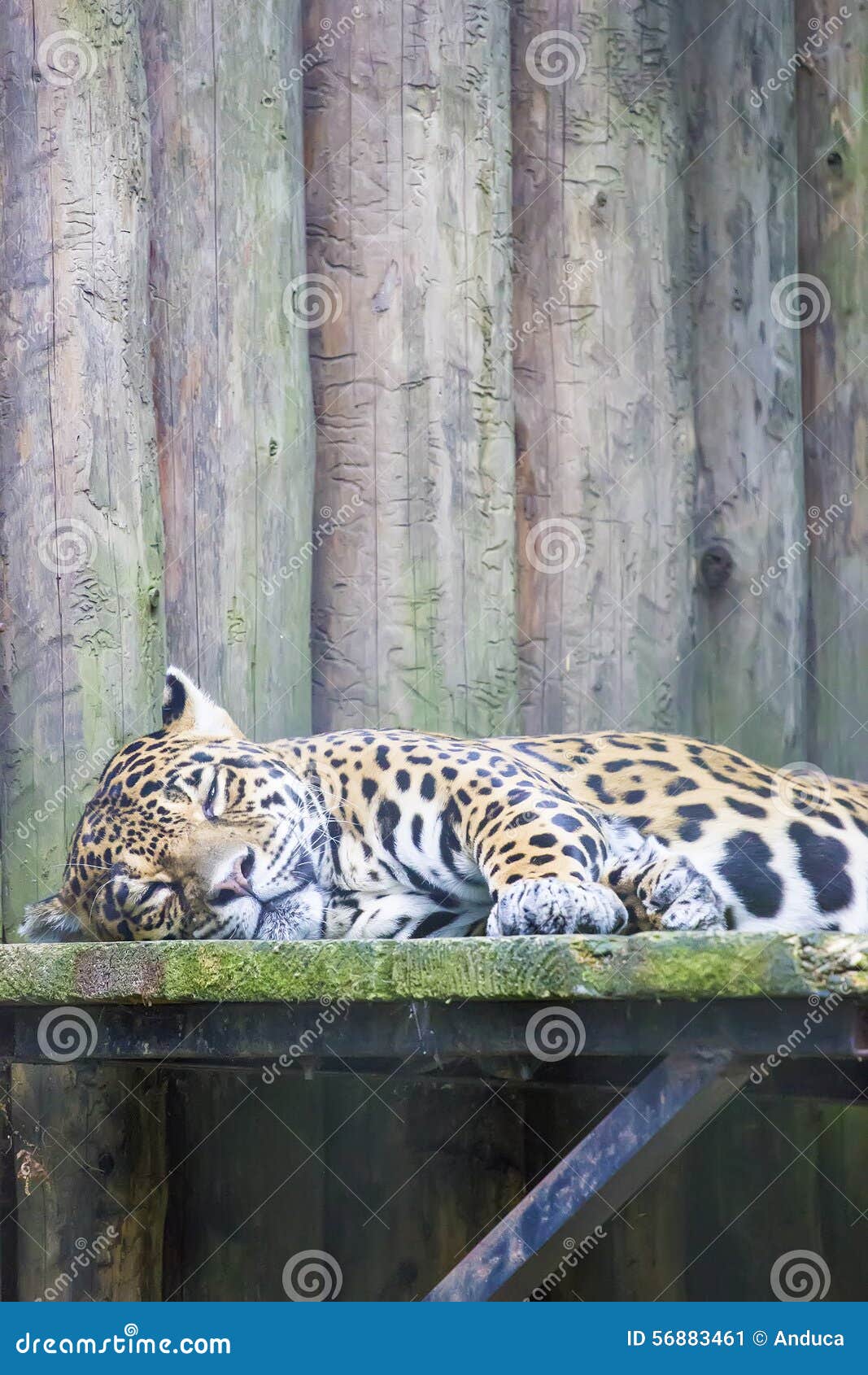 Panther stock image. Image of bucharest, american, attract - 56883461