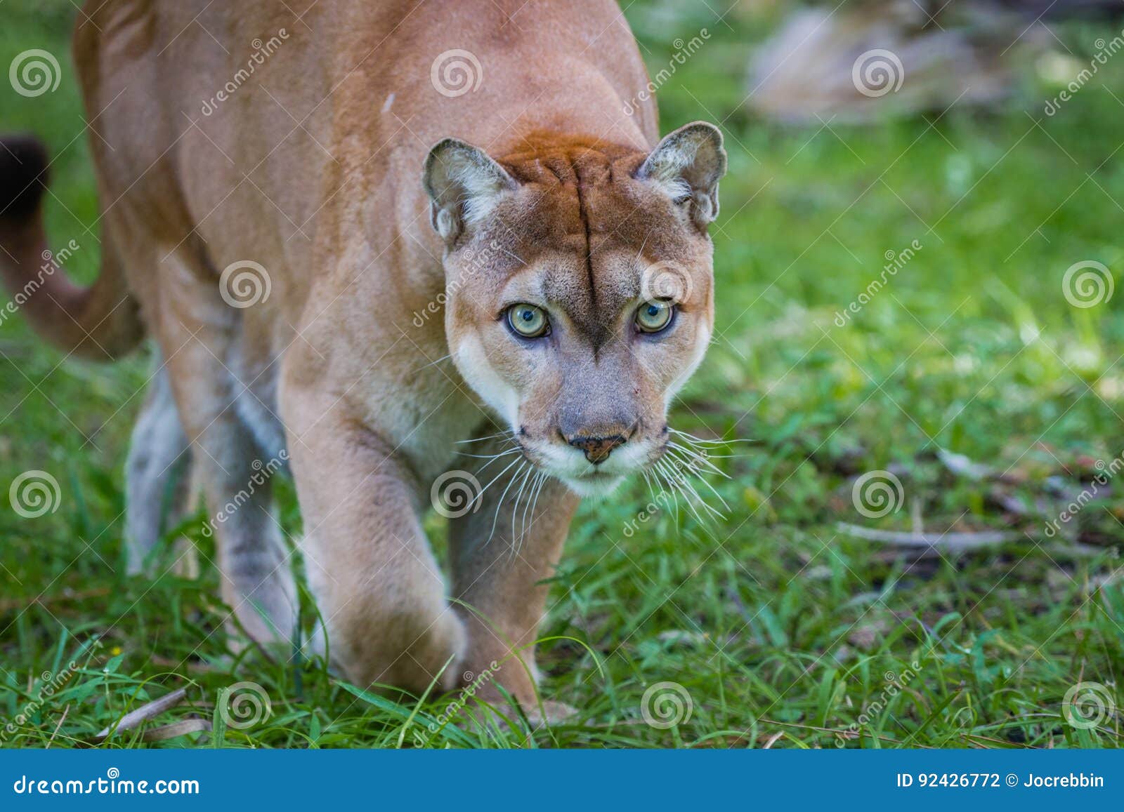 Panther Stalks Prey through Forest Floor Stock Photo - Image of panther ...