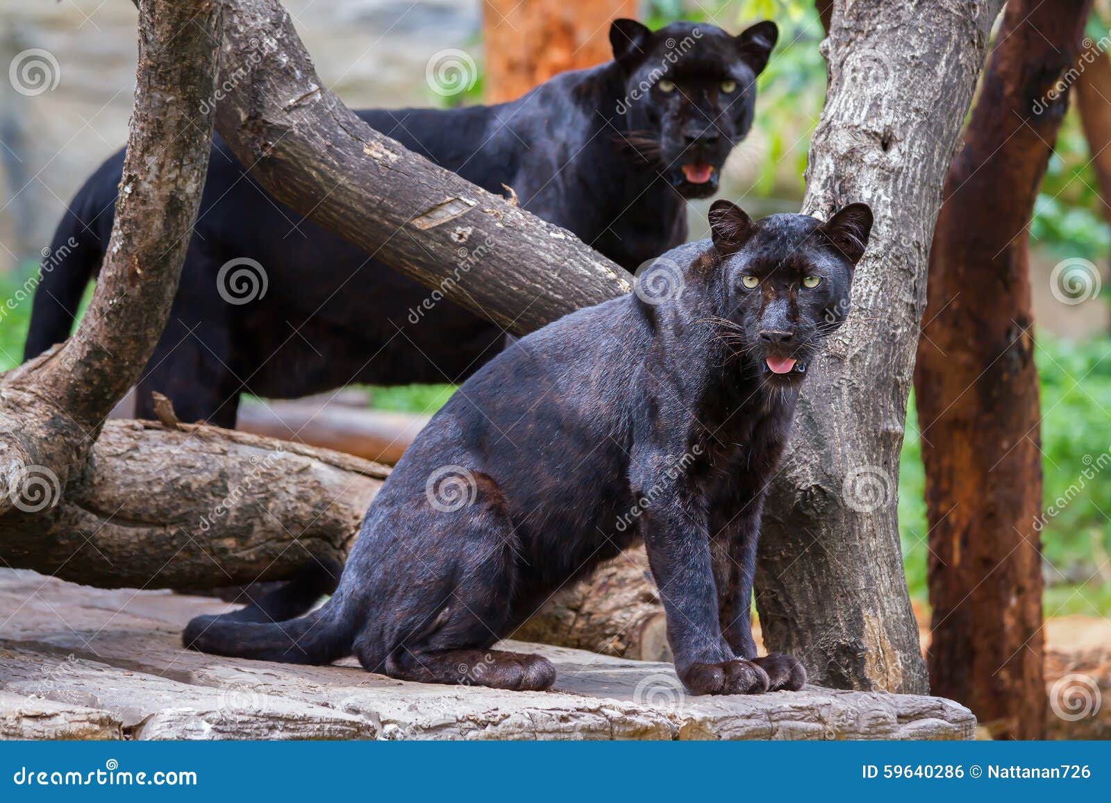 Panther stock photo. Image of fauna, stare, jaguar, nature - 59640286