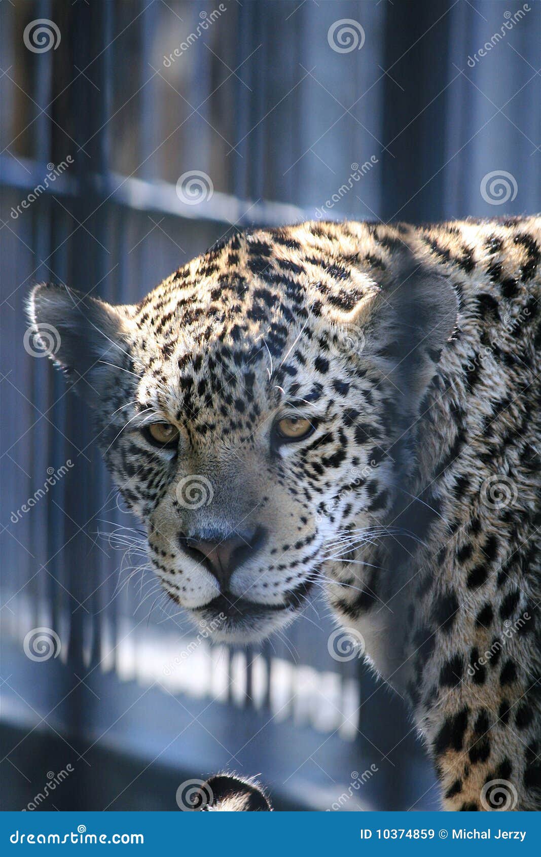 Panther in the Zoo stock image. Image of town, wildlife - 10374859