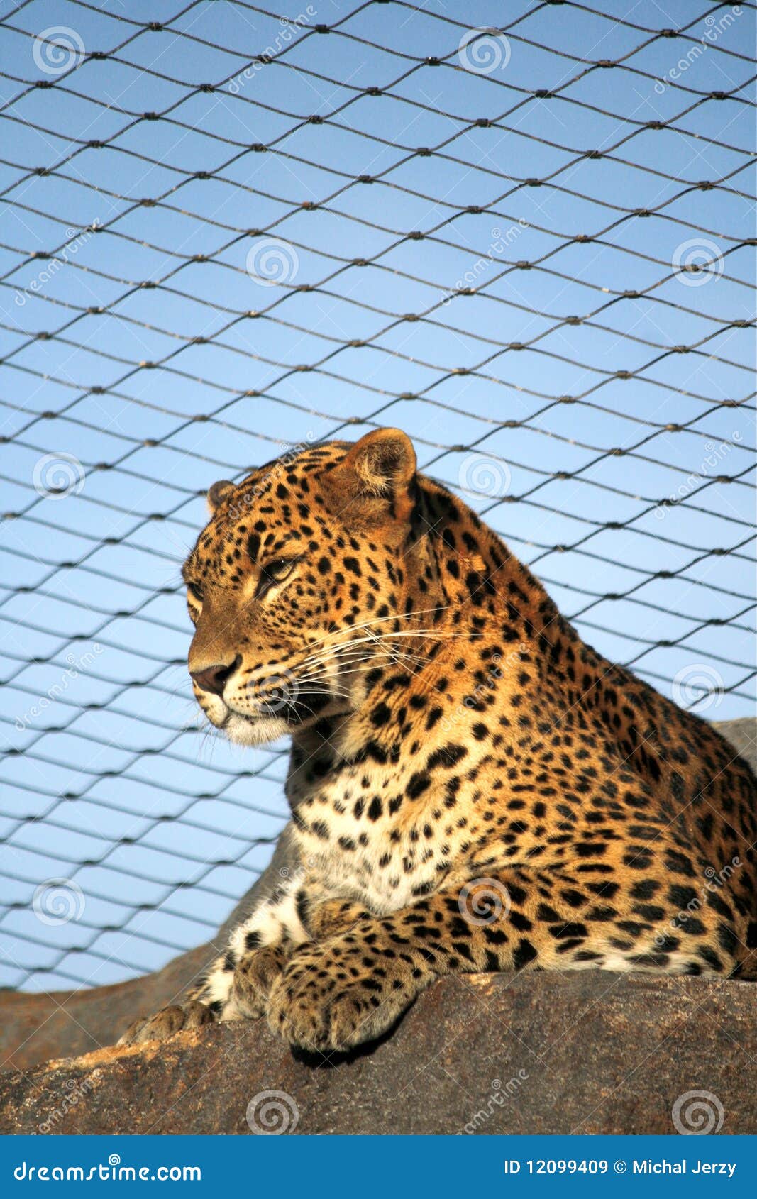 Panther in the zoo stock image. Image of cage, leopard - 12099409