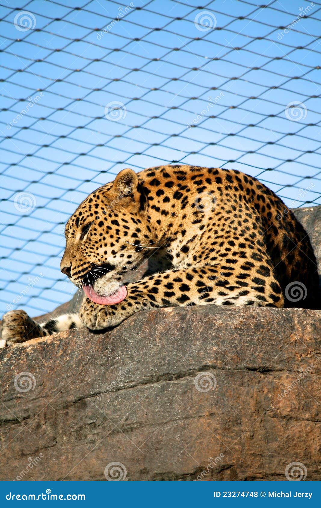 Panther in a Zoo stock photo. Image of tourism, wildlife - 23274748