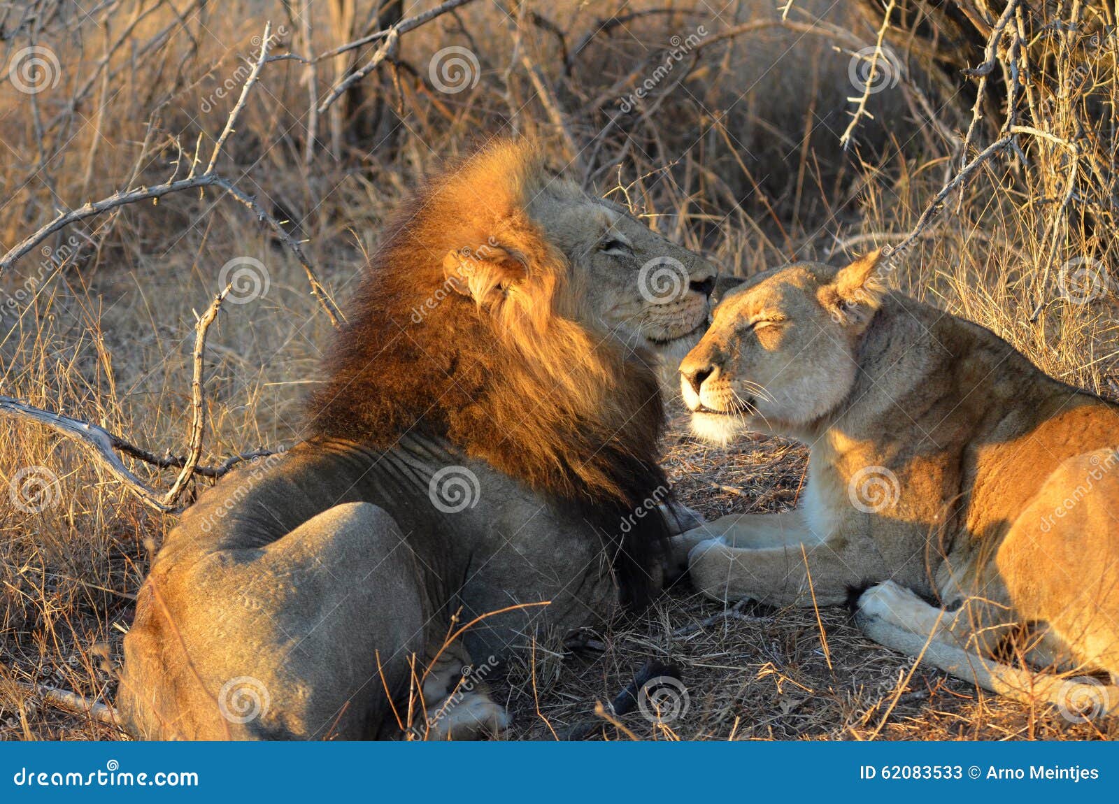 Panthera De Accouplement Lion Krugeri De Couples Image stock - Image du ...
