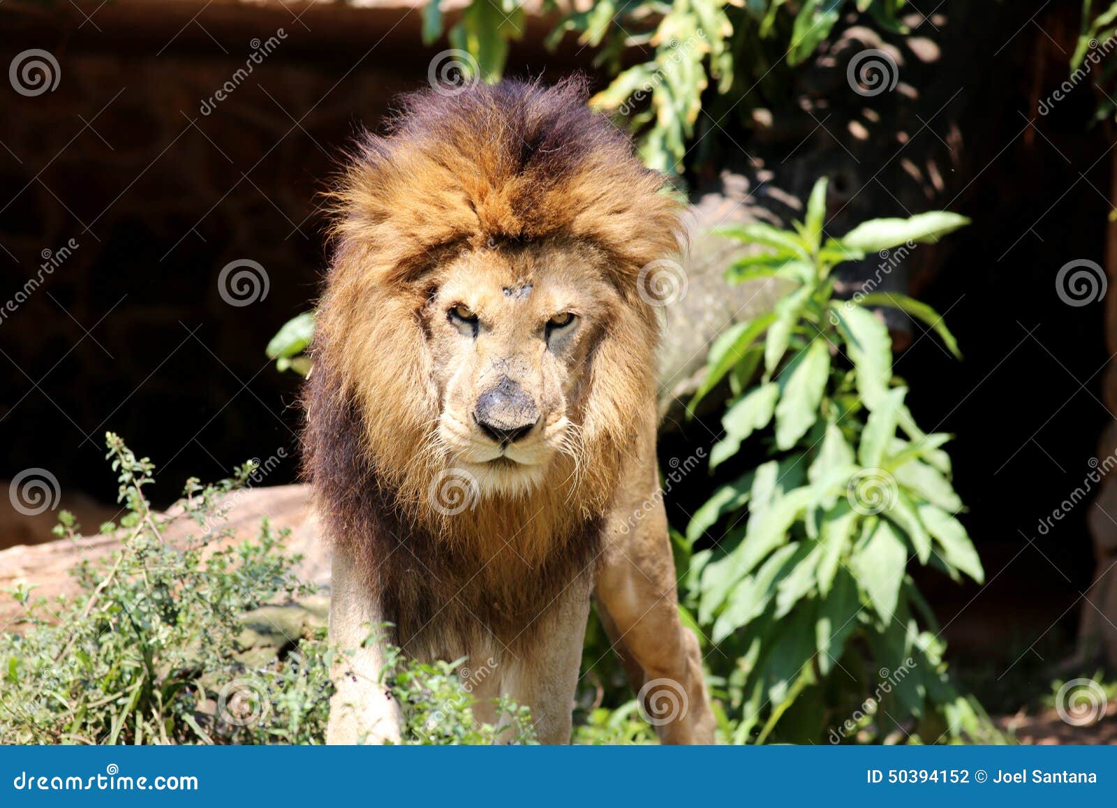 Panthera leo looking angry stock photo. Image of outdoor - 50394152