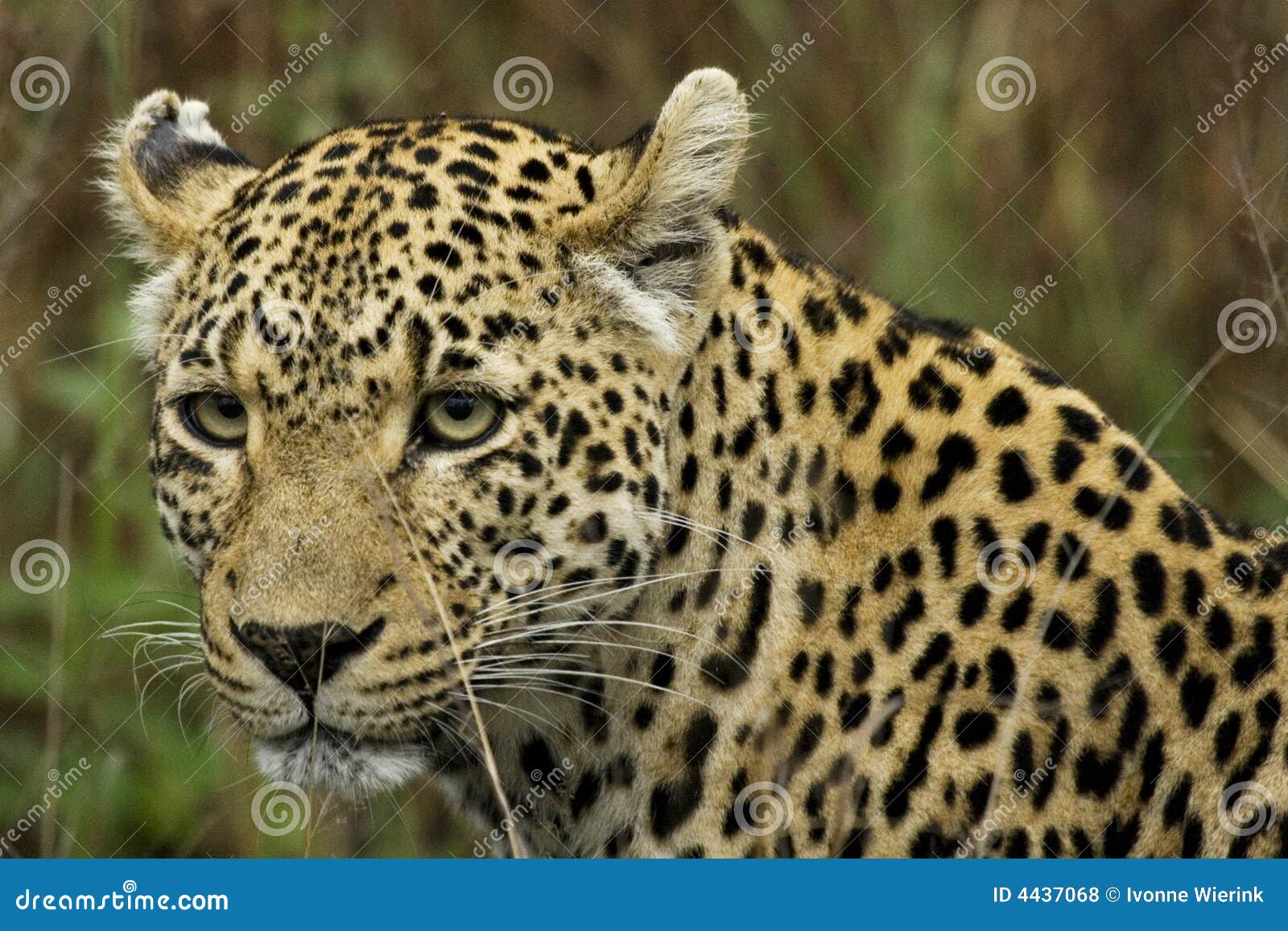 Panthera pardus stock photo. Image of life, animal, dangerous - 4437068