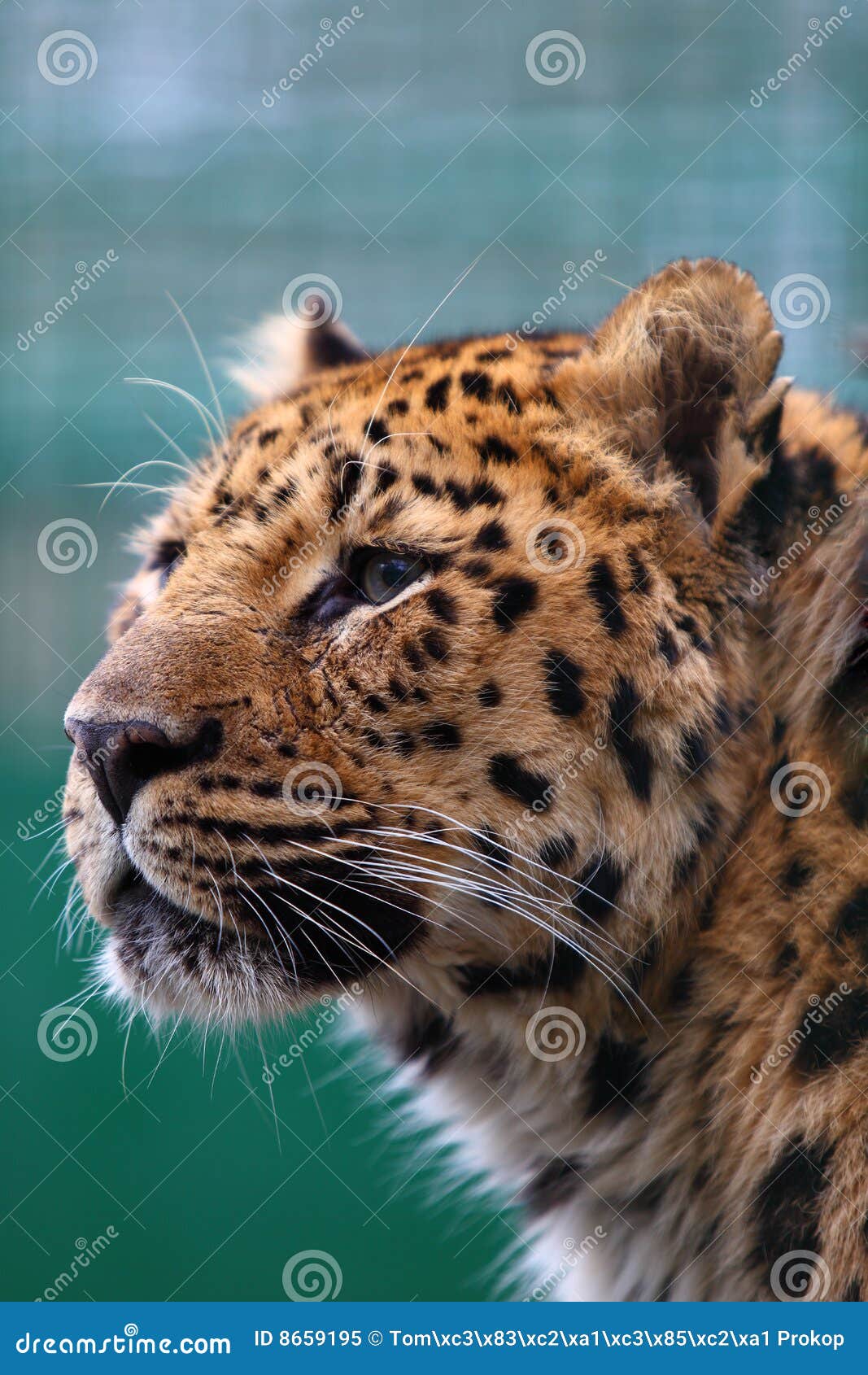 Panthera Pardus stock image. Image of panthera, large - 8659195