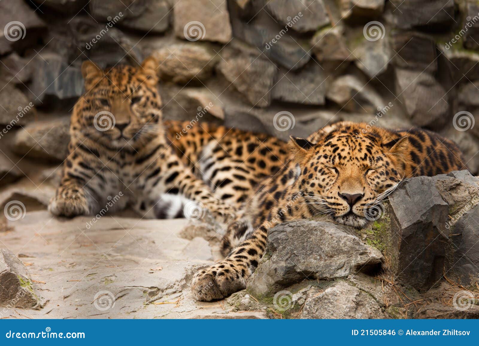 Panthera pardus leopard stock photo. Image of whisker - 21505846