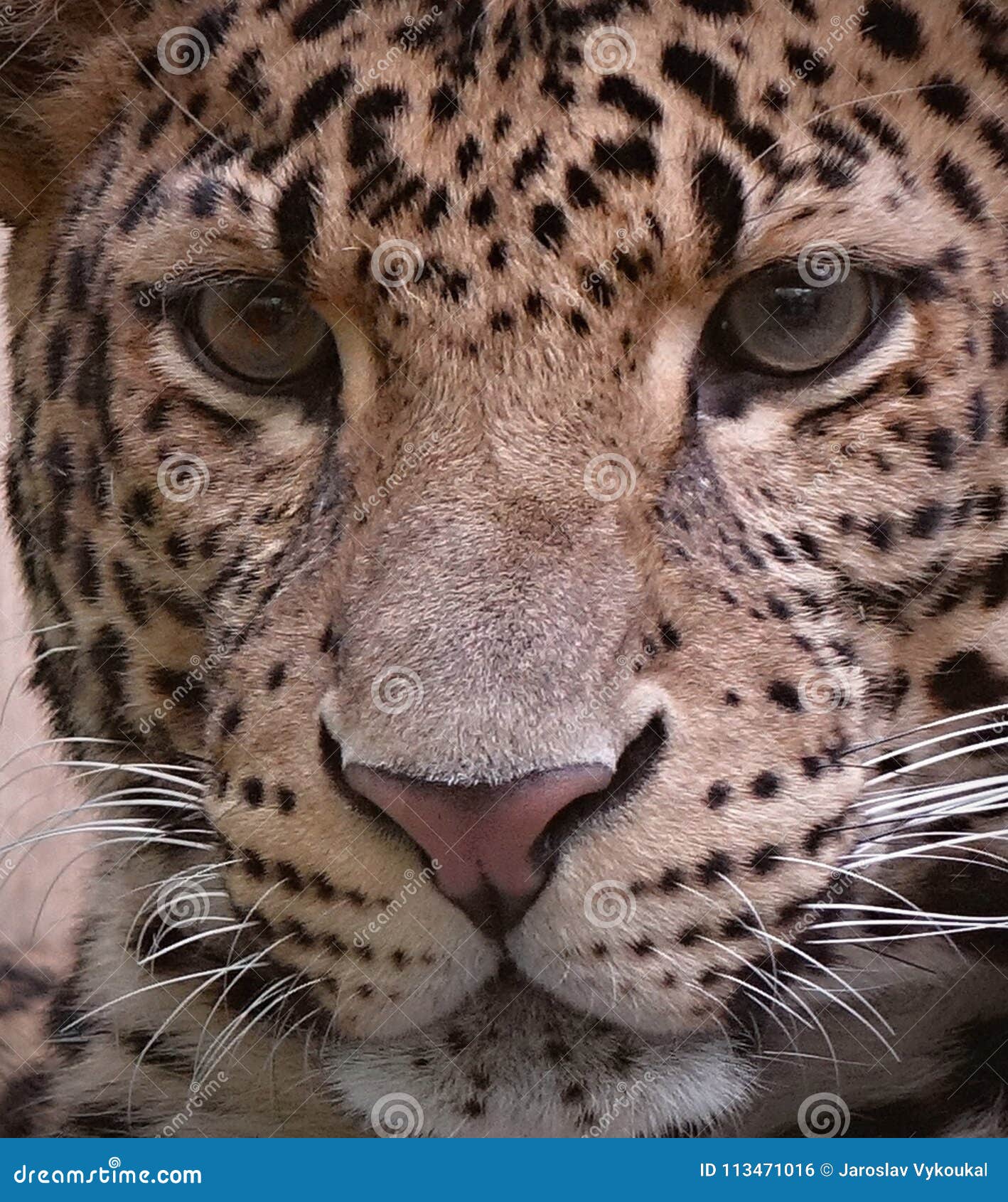 Panthera Pardus Melas Head and Eyes Stock Photo - Image of javan, kitty ...