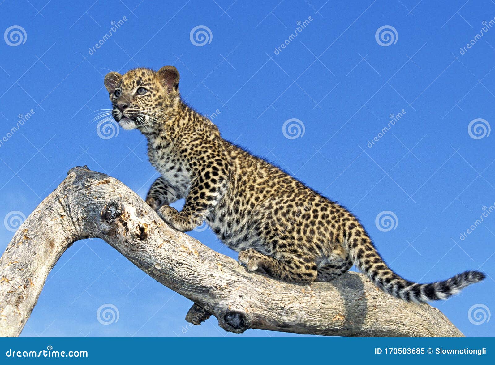 PANTHERE LEOPARD Panthera Pardus Stock Image - Image of profile ...
