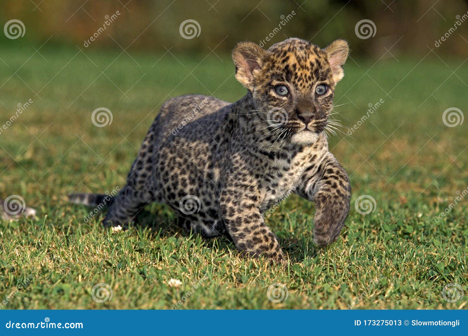 PANTHERE LEOPARD Panthera Pardus Stock Image - Image of three, animal ...