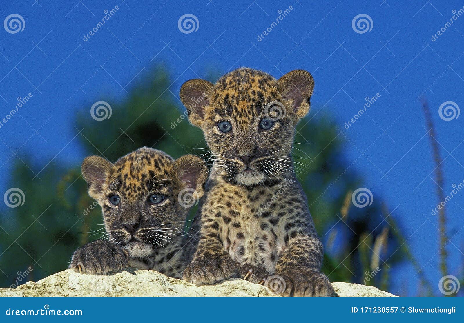 PANTHERE LEOPARD Panthera Pardus Stock Image - Image of africa, mammal ...