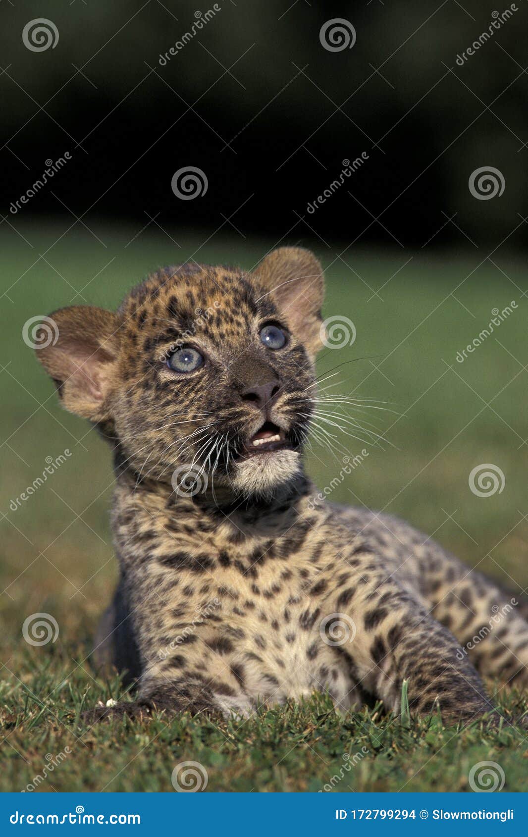 PANTHERE LEOPARD Panthera Pardus Stock Photo - Image of view, pardus ...