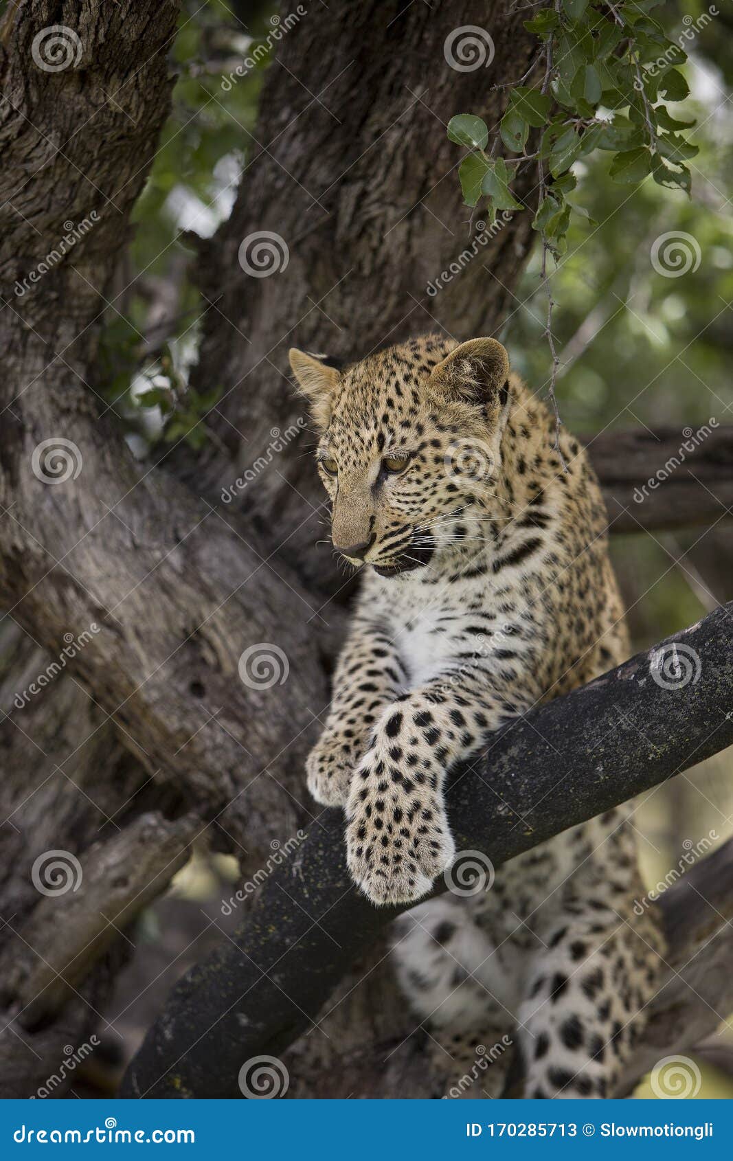 PANTHERE LEOPARD Panthera Pardus Stock Image - Image of quarter ...