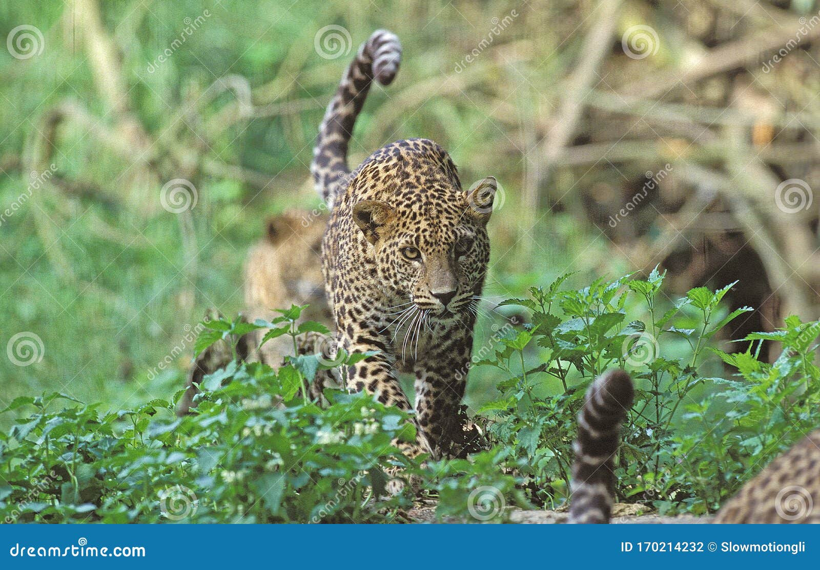 PANTHERE LEOPARD Panthera Pardus Stock Photo - Image of african, young ...