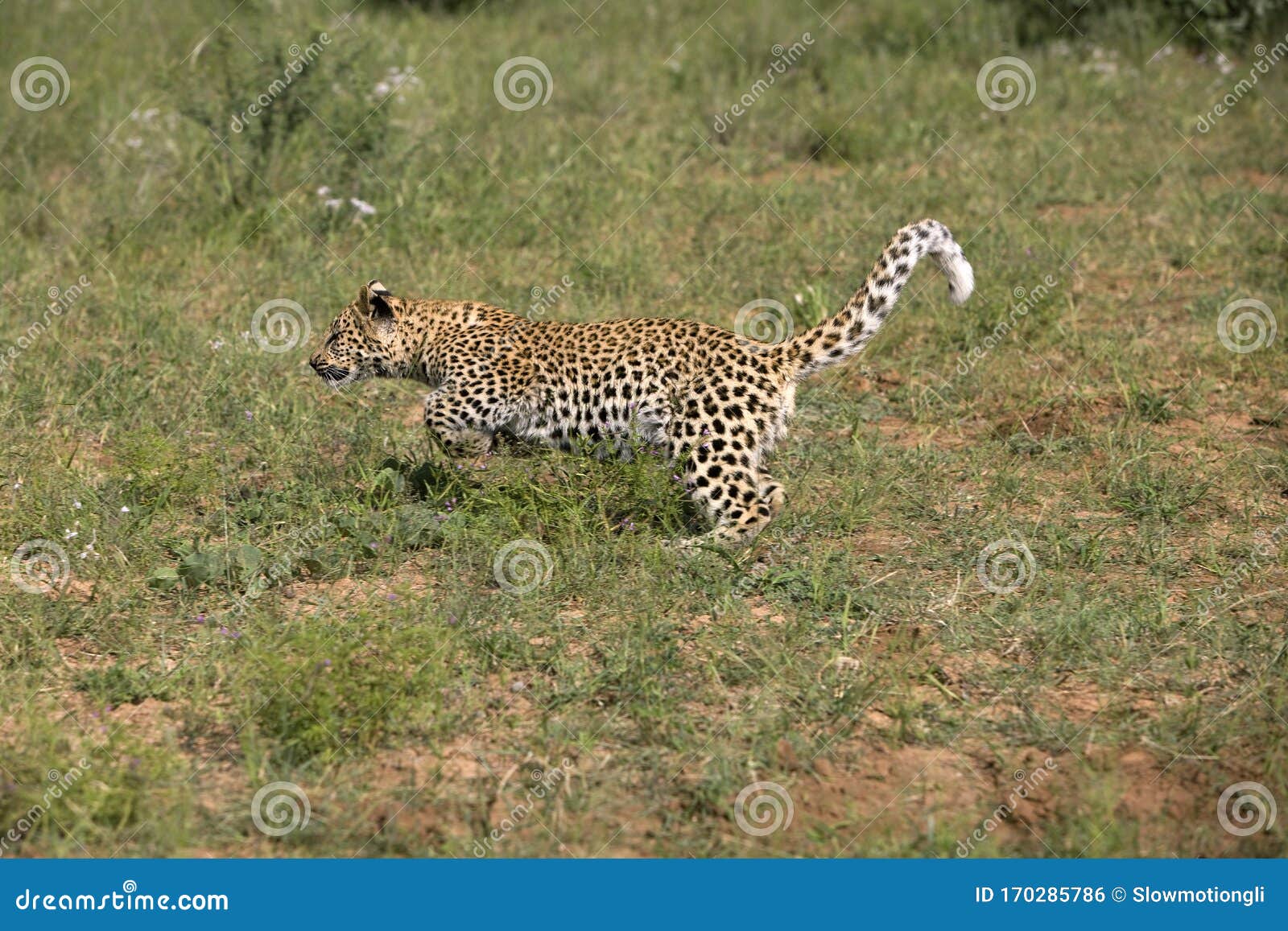 PANTHERE LEOPARD Panthera Pardus Stock Photo - Image of africa ...