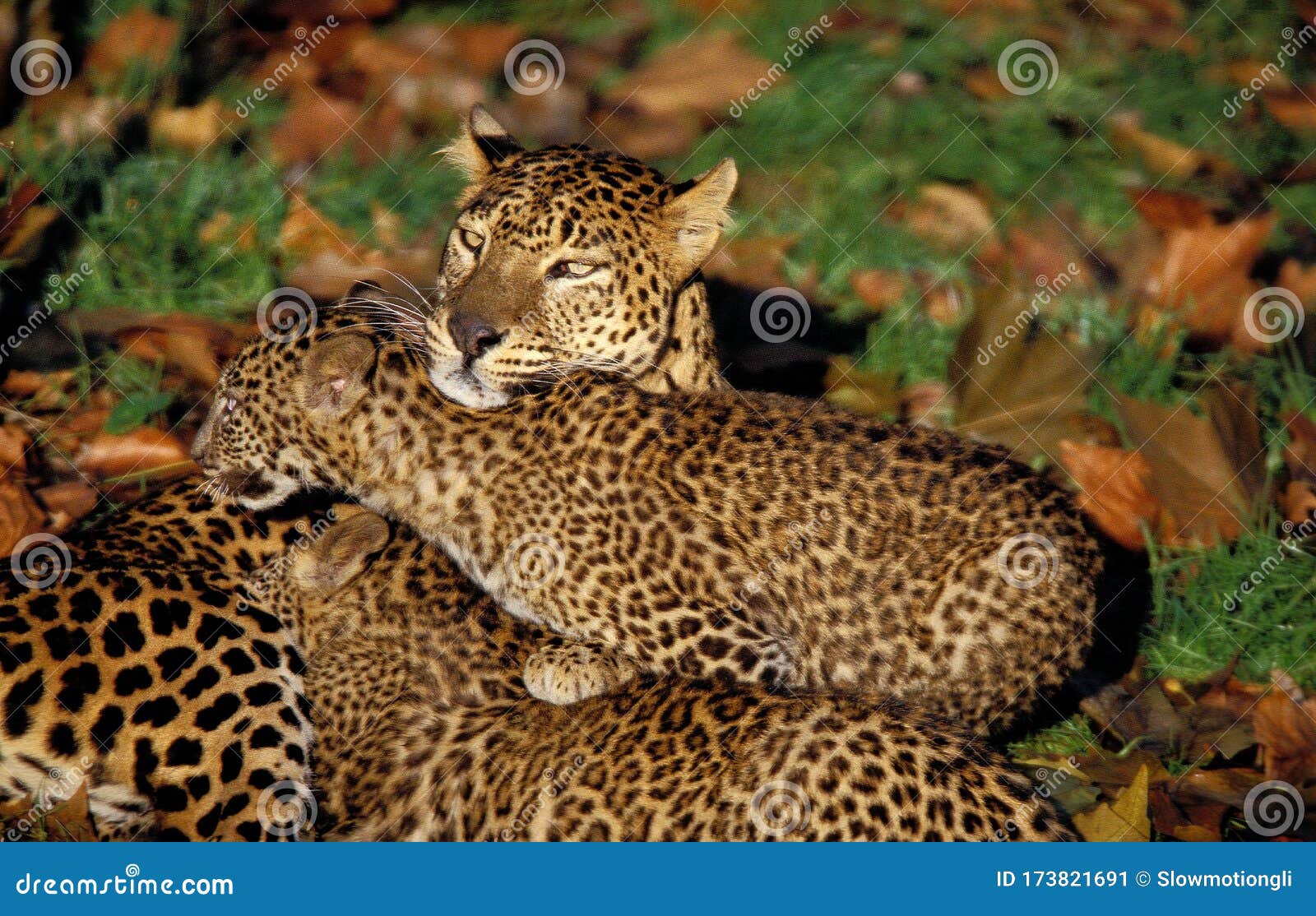 PANTHERE LEOPARD Panthera Pardus Stock Image - Image of group, felidae ...