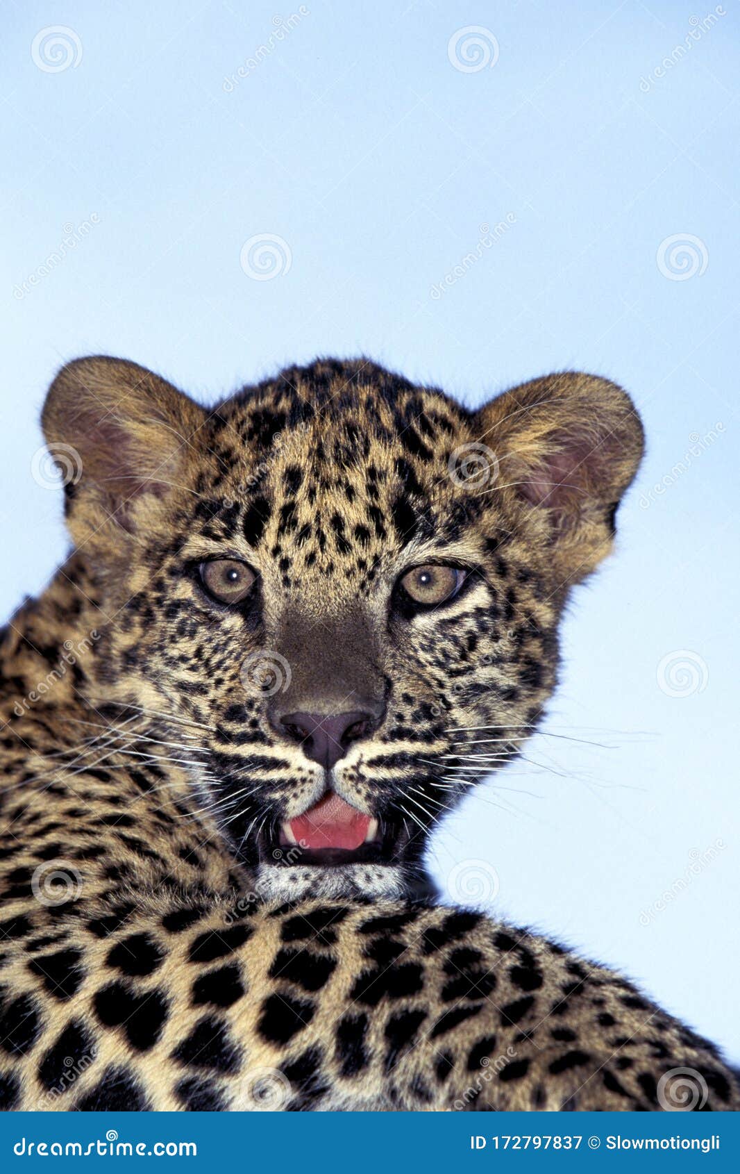 PANTHERE LEOPARD Panthera Pardus Stock Image - Image of leopard ...