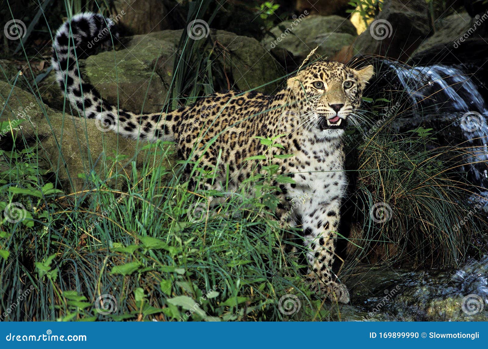 PANTHERE LEOPARD Panthera Pardus Fotografia Stock - Immagine di ...