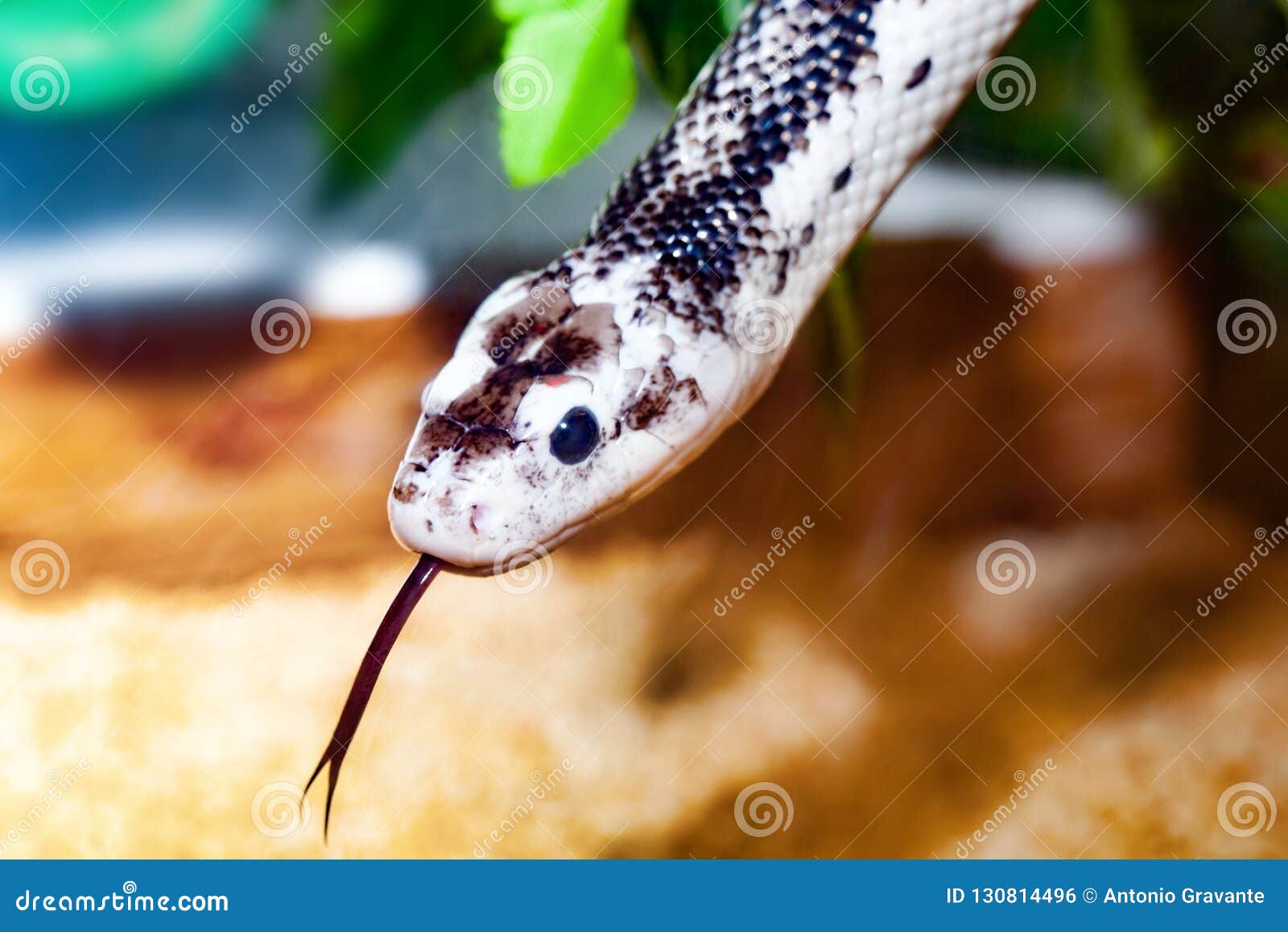 Pantherophis Obsoleta or Rat Snake Stock Photo - Image of blood ...