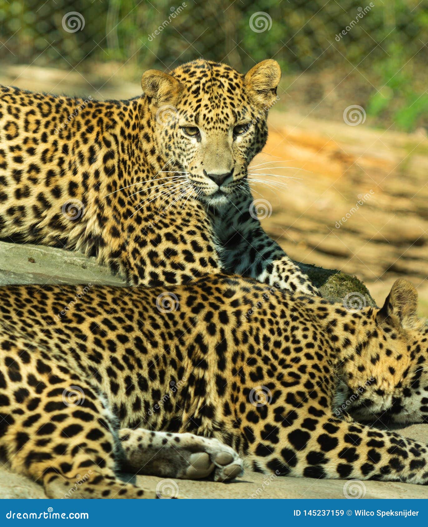 Panthers in the Zoo stock image. Image of feline, background - 145237159