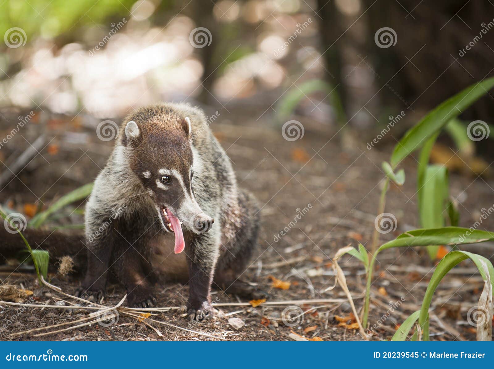 Coati In Costa Rica. Wildlife. Ecoturismo.rainforest. Stock Image ...