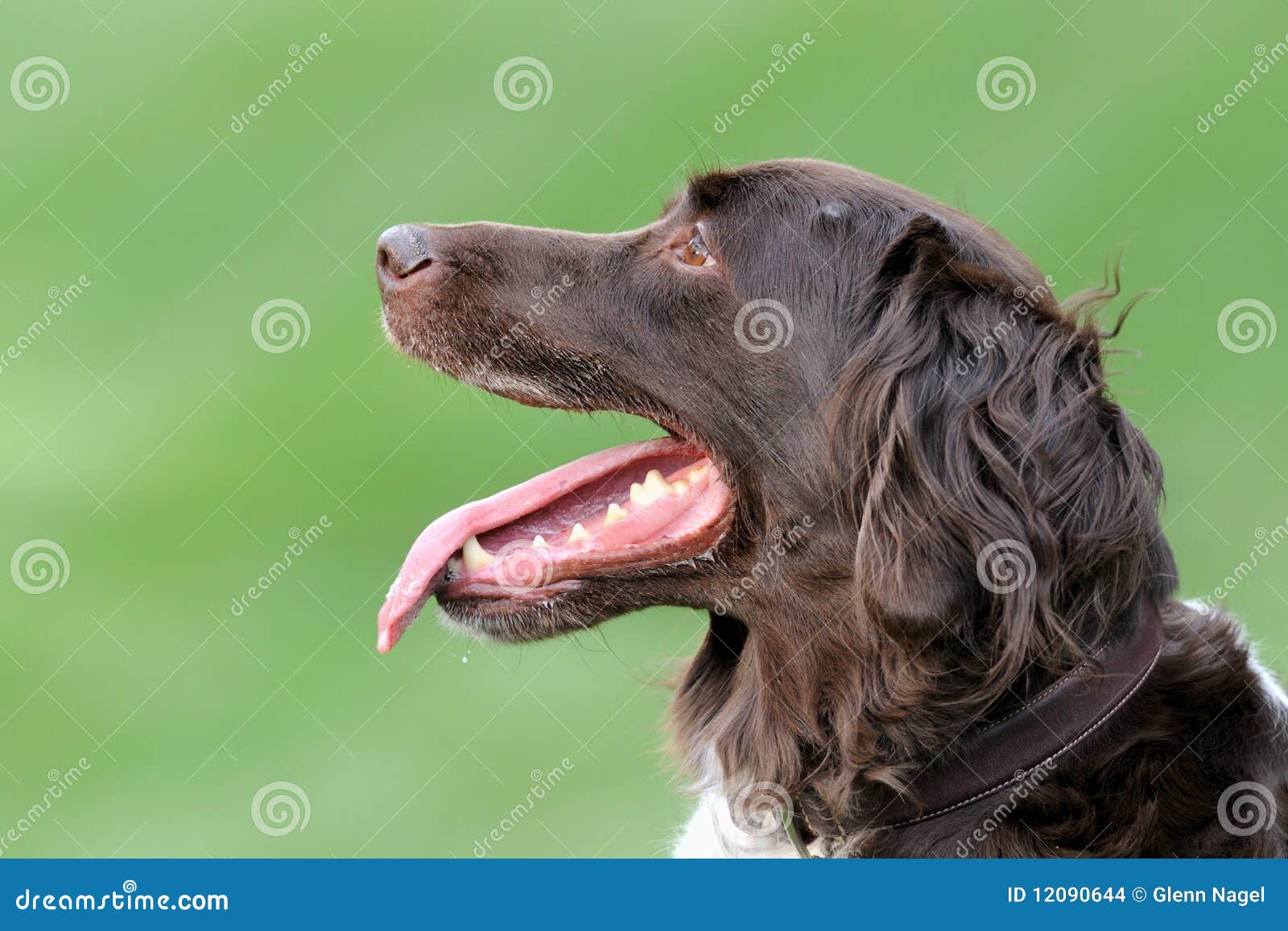 Panting dog stock photo. Image of tongue, view, eyes - 12090644