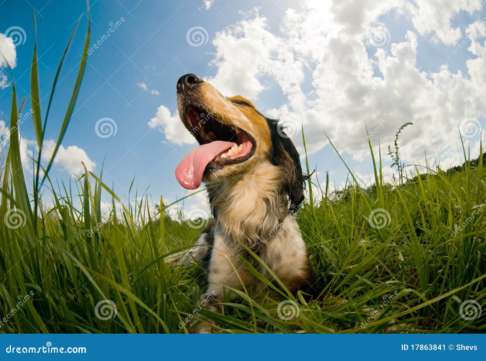 Panting dog stock image. Image of tired, outdoors, animal - 17863841