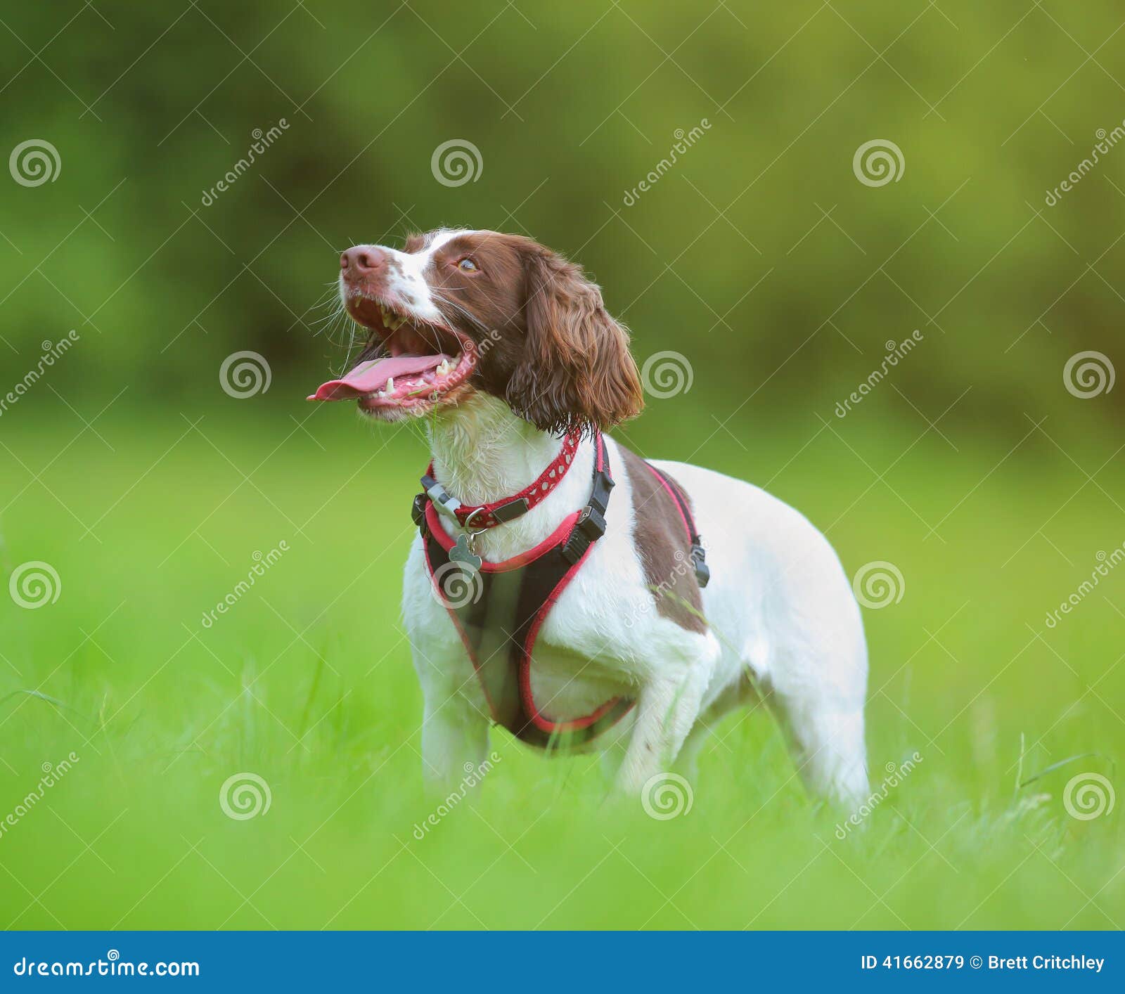 Dog Panting Stock Photography | CartoonDealer.com #18041006